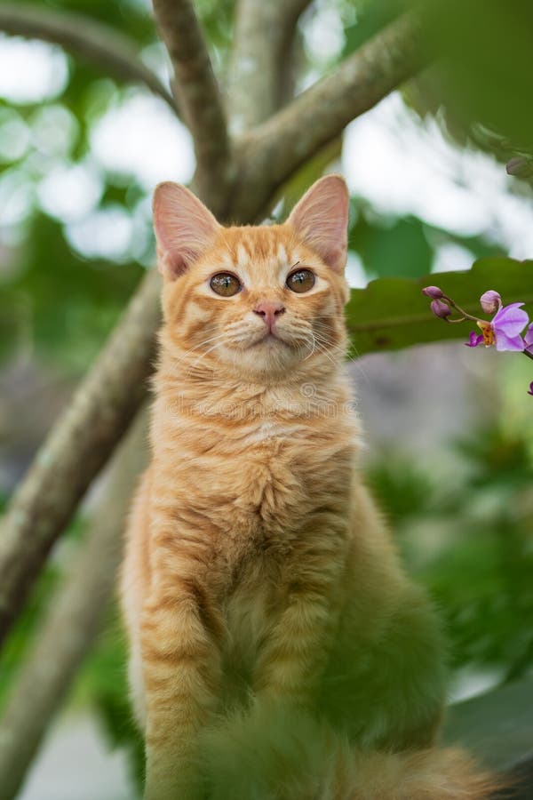 A Brown Cat Resting on the Wall Stock Image - Image of kitty, furry ...