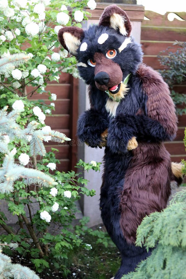 The Brown Cat S Carnival Costume on the Grass Stock Image - Image of ...