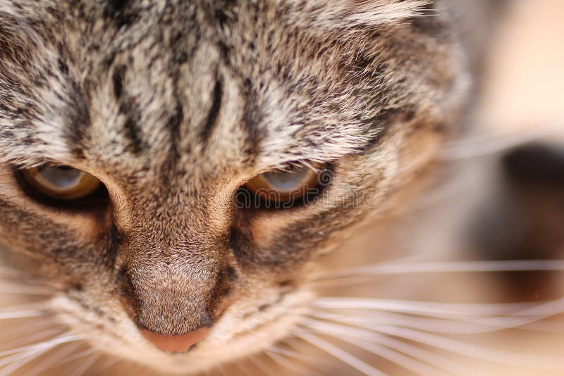 Cat macro shot stock photo. Image of brown, kitty, frame - 29923596