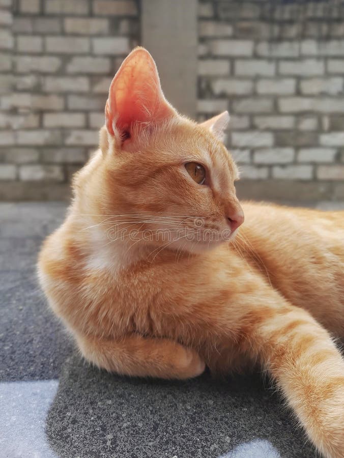 Brown cat with sharp eyes stock photo. Image of mammal - 260969198