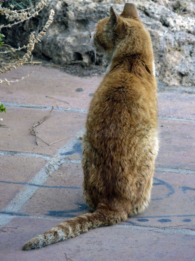 Back of a cat stock photo. Image of animals, tomcat - 119512722