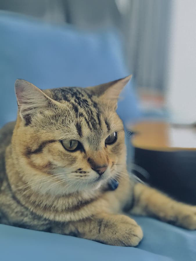 616 Cat Bun Stock Photos - Free & Royalty-Free Stock Photos from Dreamstime