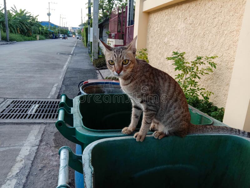 Brown Cat Sitting on the Garbage Bin and Looking Forward. Stock Image ...