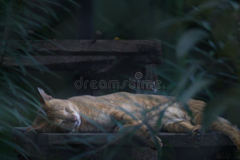 Ginger Tabby Cat Sleeping Peacefully Wooden Bench Stock Photos - Free ...