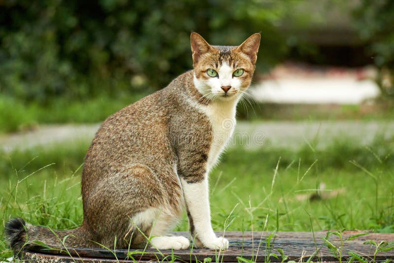 A Brown Cat is Standing in the Garden, Looking Forward. Stock Photo ...
