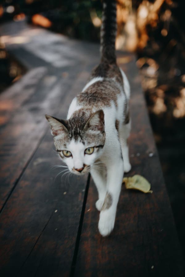 Brown Cat Walk on Wooden Floor Stock Photo - Image of dark, flowers ...