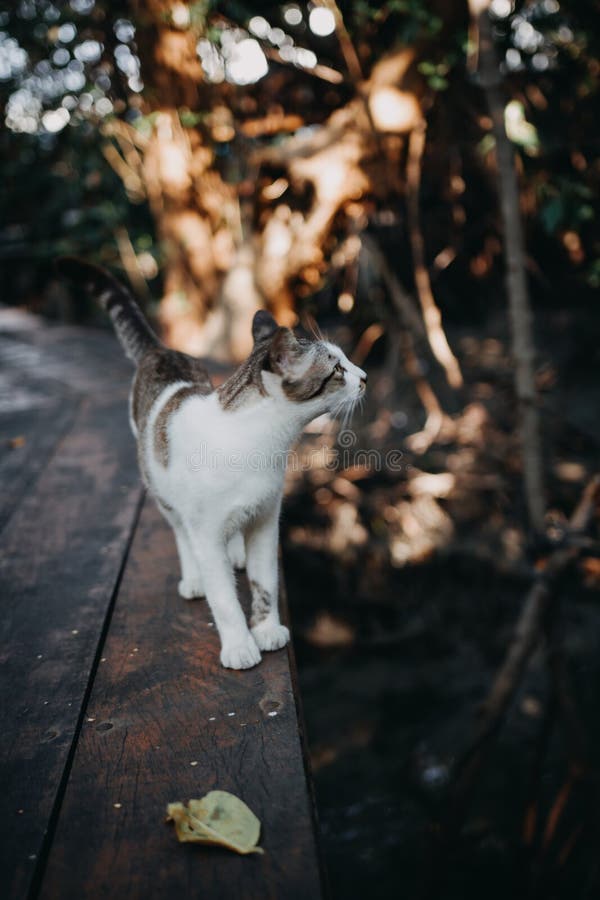 Brown Cat Walk on Wooden Floor Stock Image - Image of floor, leave ...