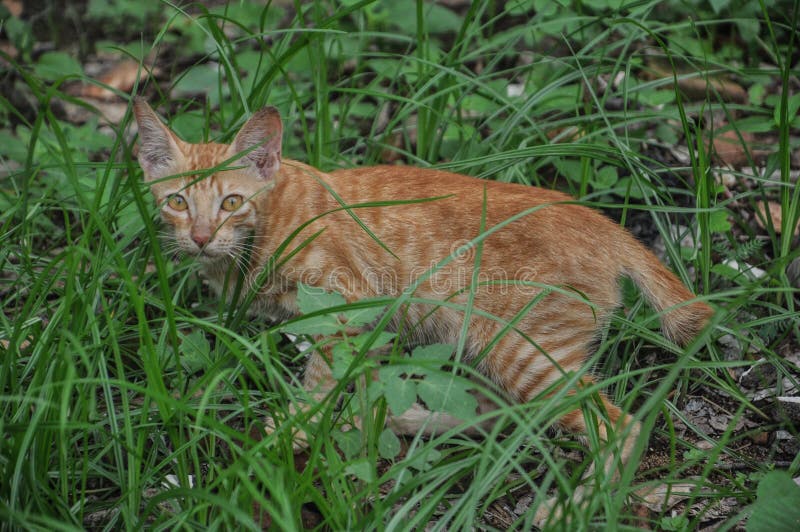 Brown Cat Walking stock photo. Image of south, green - 70704620
