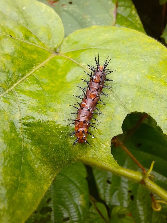 Brown Caterpillar on the Leaves Stock Image - Image of nature ...