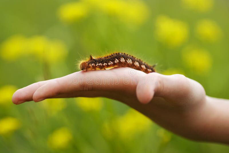 Brown Caterpillar Sitting on a Hand Stock Image - Image of caterpillar ...