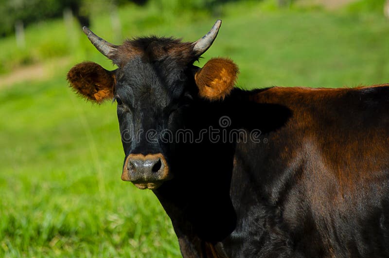 A Brown Catle Look at Camera, Green Stock Image - Image of green, look ...