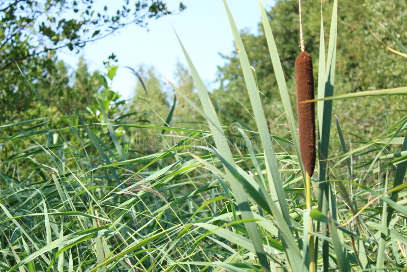 Brown cattail in the grass stock image. Image of green - 200666955