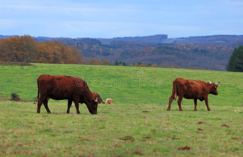 Brown Cattle Picture. Image: 18029008