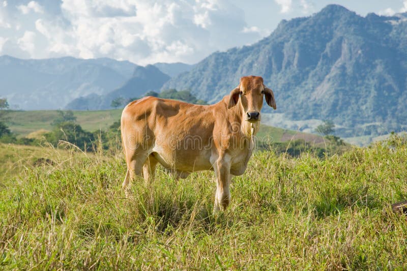 Brown Cattle Grazing Picture. Image: 2111940