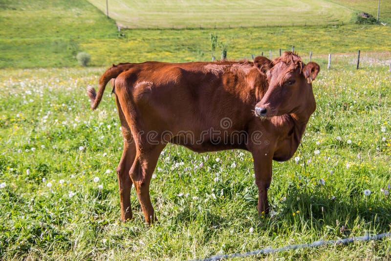 Brown cattle on pasture stock image. Image of graasen - 188418725