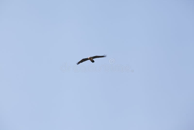 Caucasus eagle flying stock photo. Image of soar, blue - 106382678