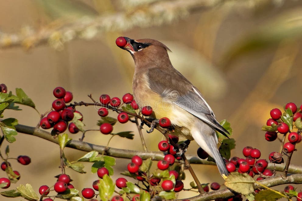 Brown Cedar Waxwing Perched on a Tree Branch with Red Rosehips in Daylight Stock Photo - Image ...