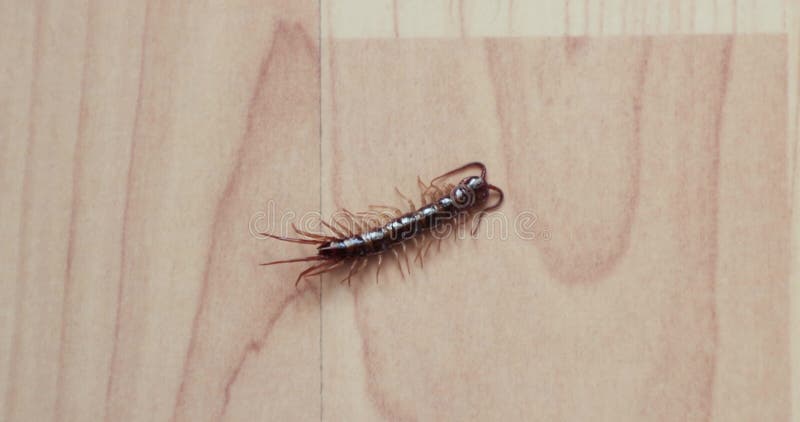 Brown Centipede on the Floor Stock Video - Video of home, creature ...