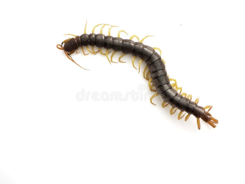 198 Centipede Tail Stock Photos - Free & Royalty-Free Stock Photos from ...