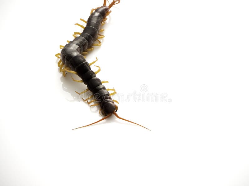 198 Centipede Tail Stock Photos - Free & Royalty-Free Stock Photos from ...