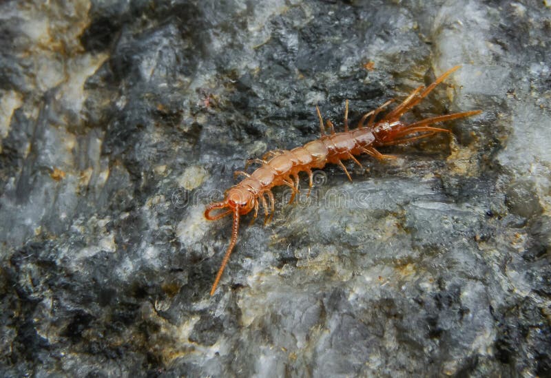 Brown Centipedes - Lithobius Variegatus, Centipede from the Odessa ...