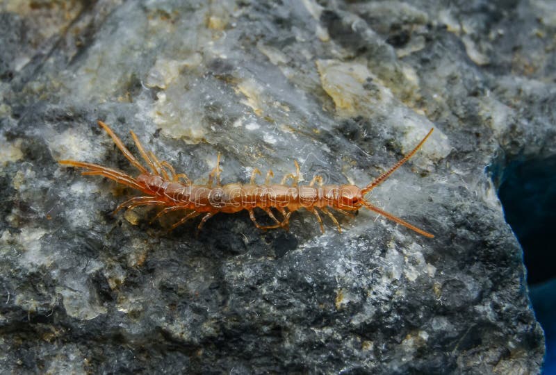 Brown Centipedes - Lithobius Variegatus, Centipede from the Odessa ...