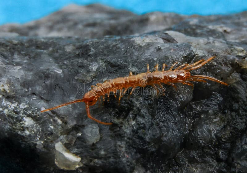 Brown Centipedes - Lithobius Variegatus, Centipede from the Odessa ...