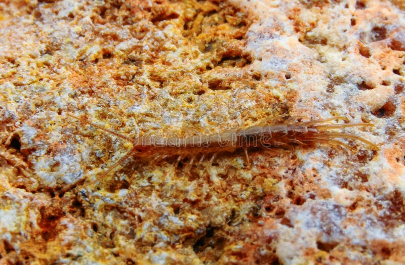 Brown Centipedes - Lithobius Variegatus, Centipede from the Odessa ...