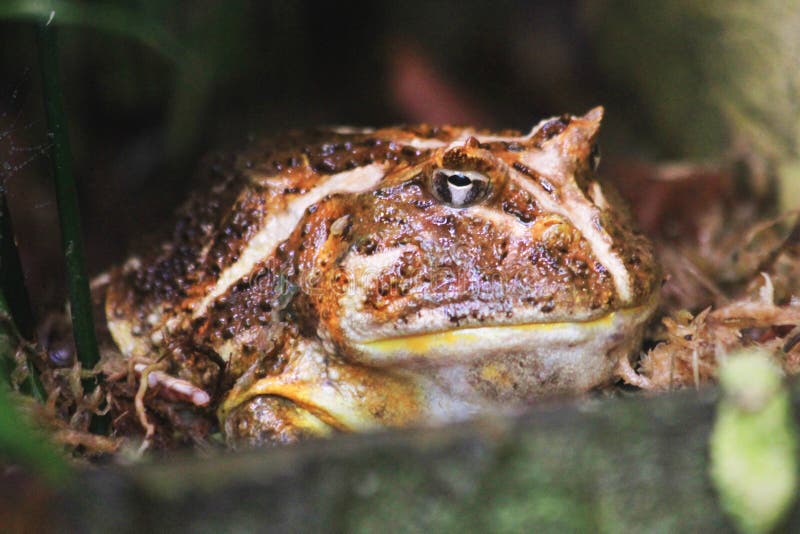 Chaco Horned Frog Chacophrys Pierottii Stock Image - Image of wildlife ...