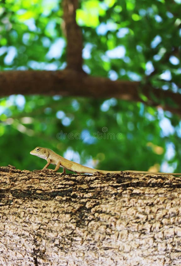 Brown Chameleon Crawling on a Tropical Tree Branch Stock Photo - Image ...