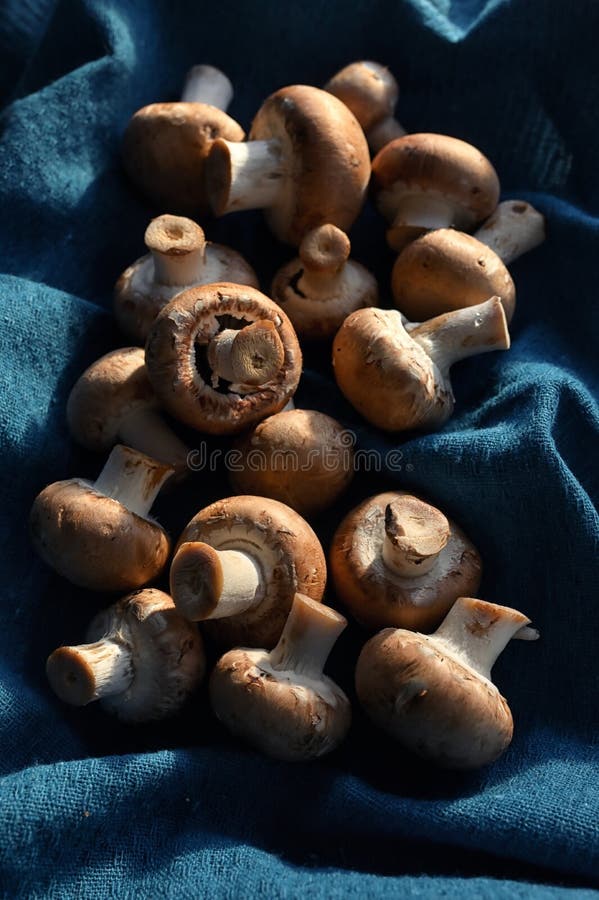 Common Brown Edible Mushrooms Stock Image - Image of mushroom, food: 817941