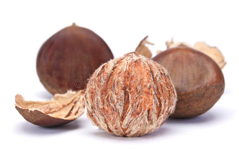 Chestnut in natural shell stock photo. Image of floral - 16694192