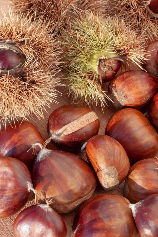 Chestnut autumn fall stock photo. Image of fruit, horse - 1418150