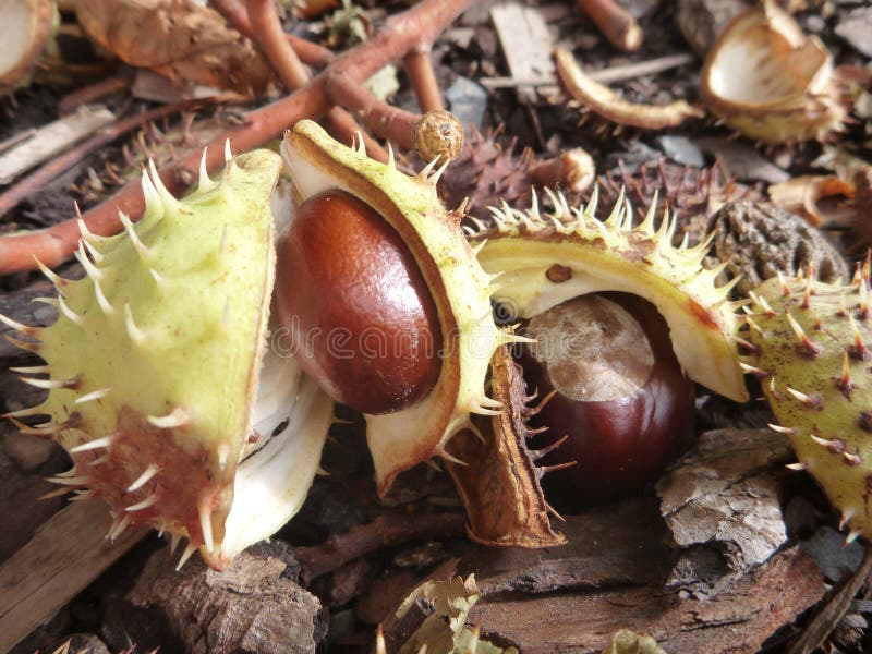 Brown Chestnut Fallen on the Ground Stock Image - Image of organic ...