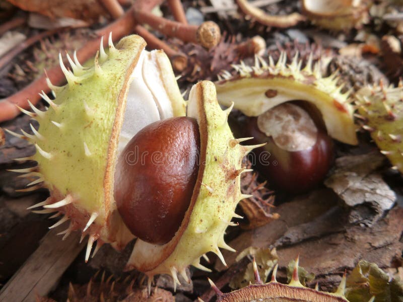 Brown Chestnut Fallen on the Ground Stock Image - Image of husk, leaf ...