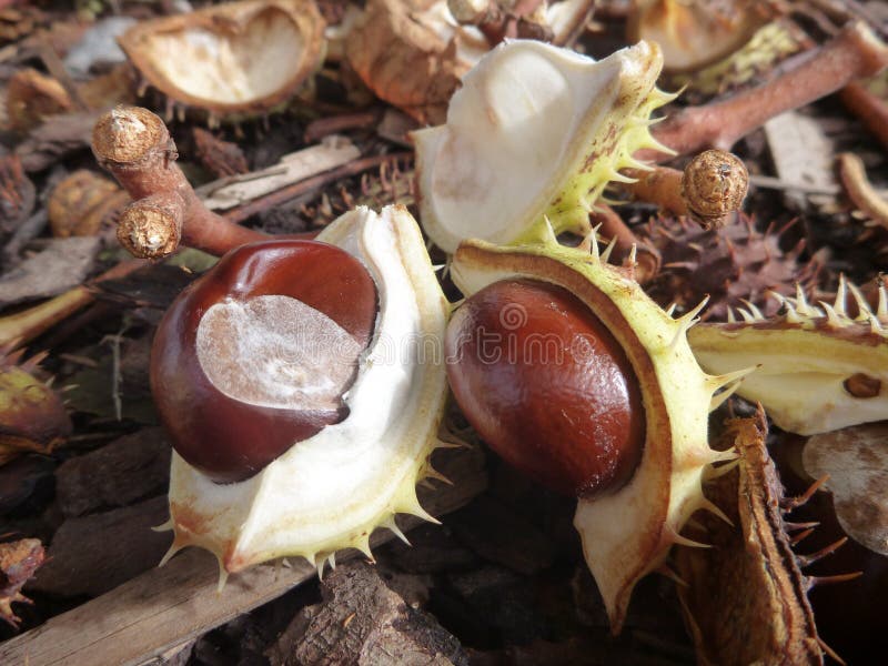 Brown Chestnut Fallen on the Ground Stock Photo - Image of fruit, fall ...