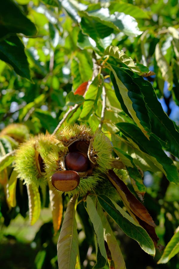 Colossal Chestnut Stock Photos - Free & Royalty-Free Stock Photos from ...