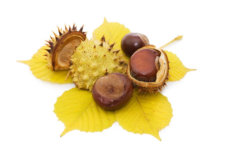Brown chestnut nut closeup stock image. Image of shell - 16942773