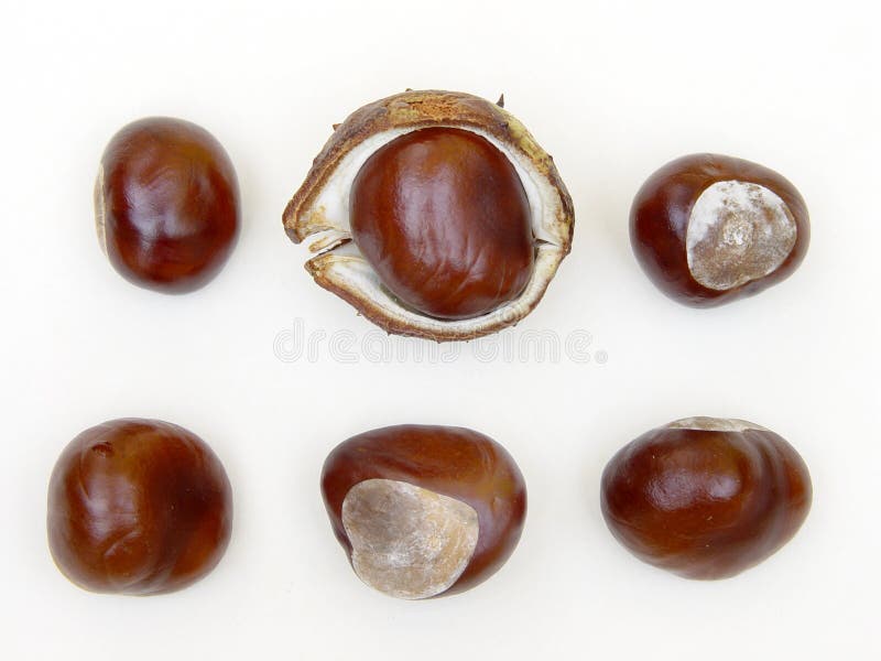 Brown chestnut s eye stock image. Image of chestnut, nature - 2683673