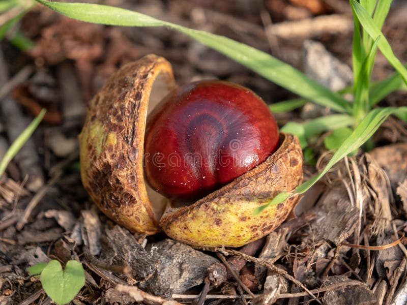 Brown Chestnut Shell on the Ground Surrounded by Green Blade of Grass ...