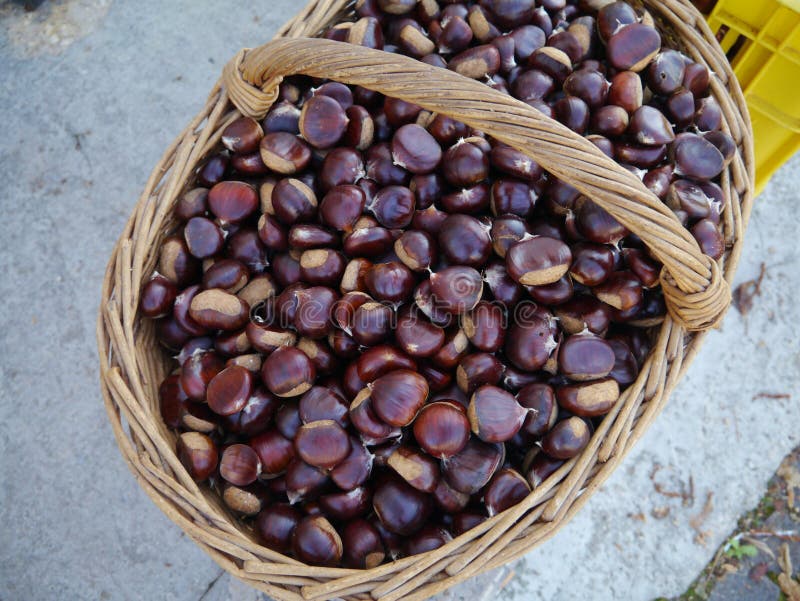Brown Chestnuts in a Basket Stock Image - Image of cracking, reed: 27811727