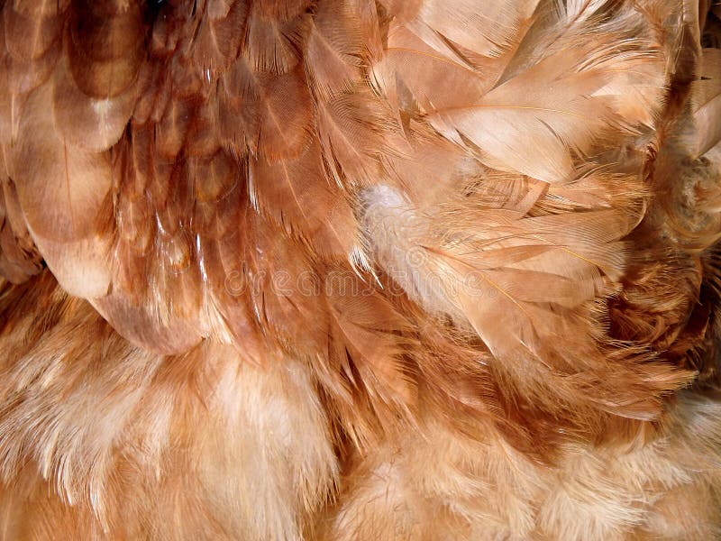 Brown chick feather, stock photo. Image of soft, decoration - 105625058