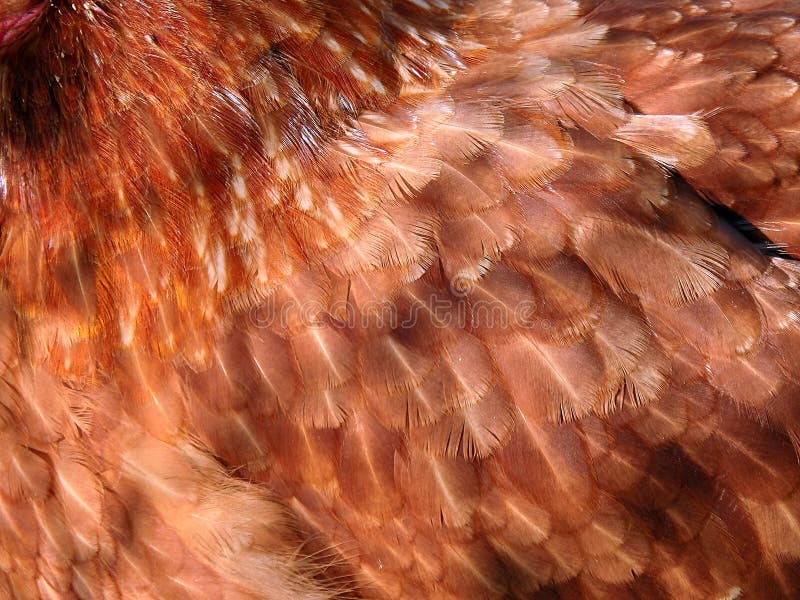 Brown chick feather, stock photo. Image of chicken, detail - 105541050