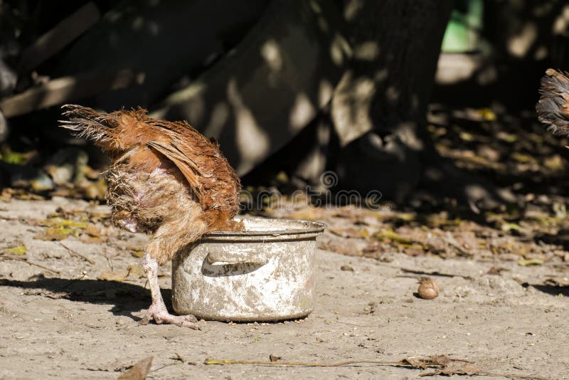 Chicken with a Bald Neck Eats Out of the Pan Stock Image - Image of ...
