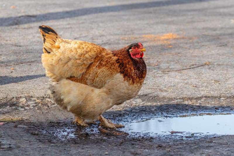 A Brown Chicken Drinks Water from a Puddle_ Stock Image - Image of bird ...