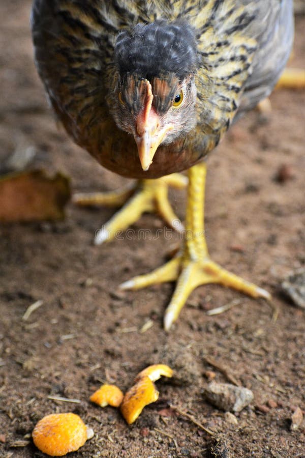 Brown Chicken Eating Table Scraps Stock Image - Image of closeup ...