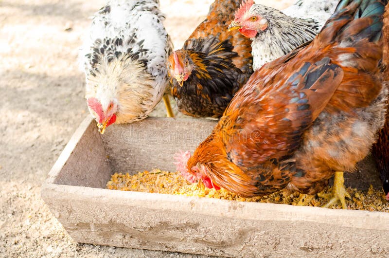 Brown Chicken Eating from a Trough Stock Image - Image of farm ...