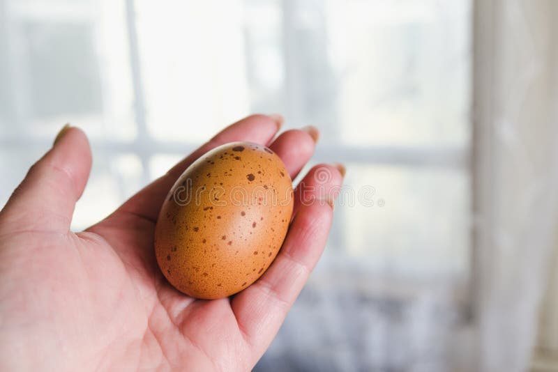 Brown Chicken Egg with Dark Spots on a Female Palm Stock Photo - Image ...