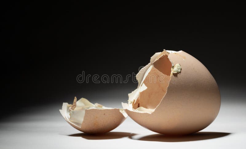 Empty Chicken Eggs after a Chick Has Hatched Stock Image - Image of ...