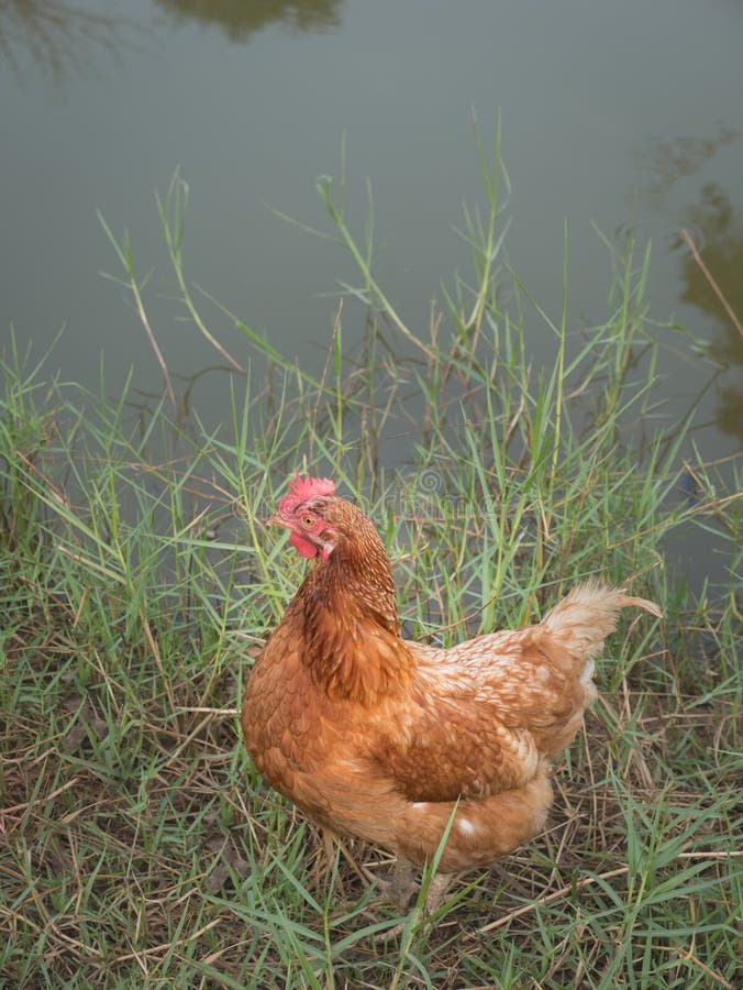 Chicken Egg Standing Near the Pond Stock Image - Image of fresh, eggs ...